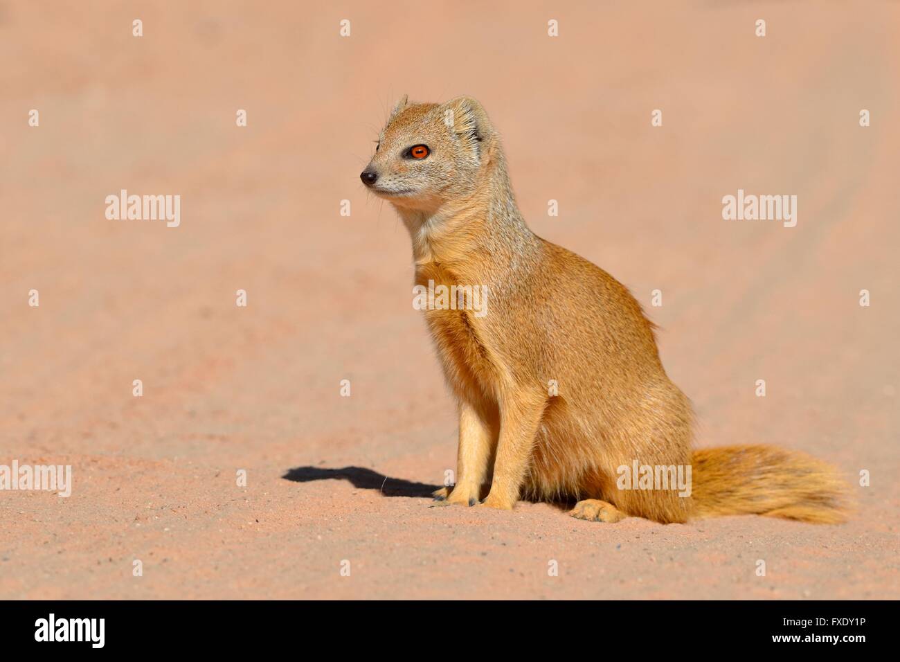 Mongoose Side On High Resolution Stock Photography and Images - Alamy