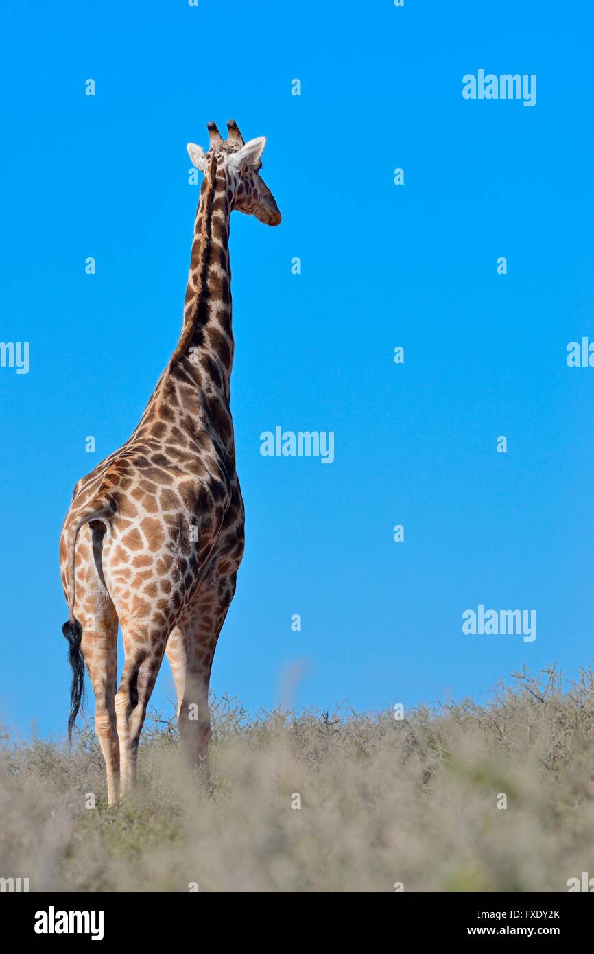 Giraffe against sky hi-res stock photography and images - Alamy