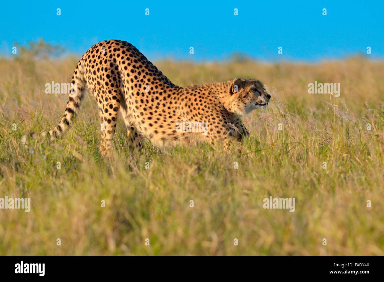 Cheetah Stretching High Resolution Stock Photography and Images - Alamy