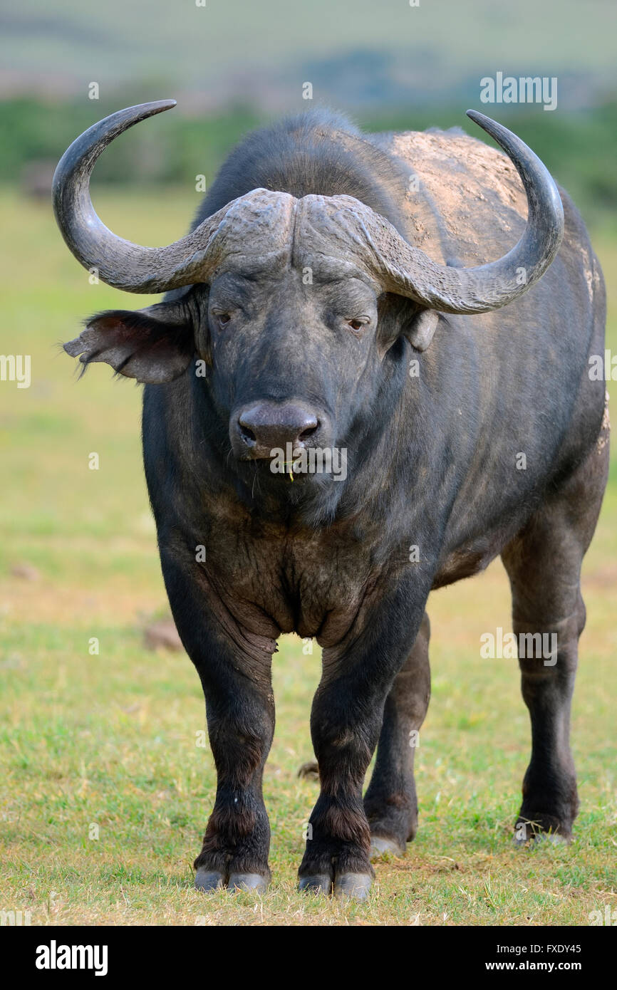Back view african buffalo hi-res stock photography and images - Alamy