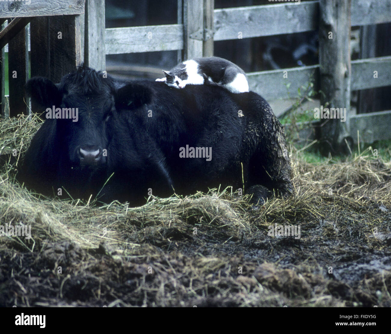 cow lying down with cat sleeping on its back Stock Photo - Alamy