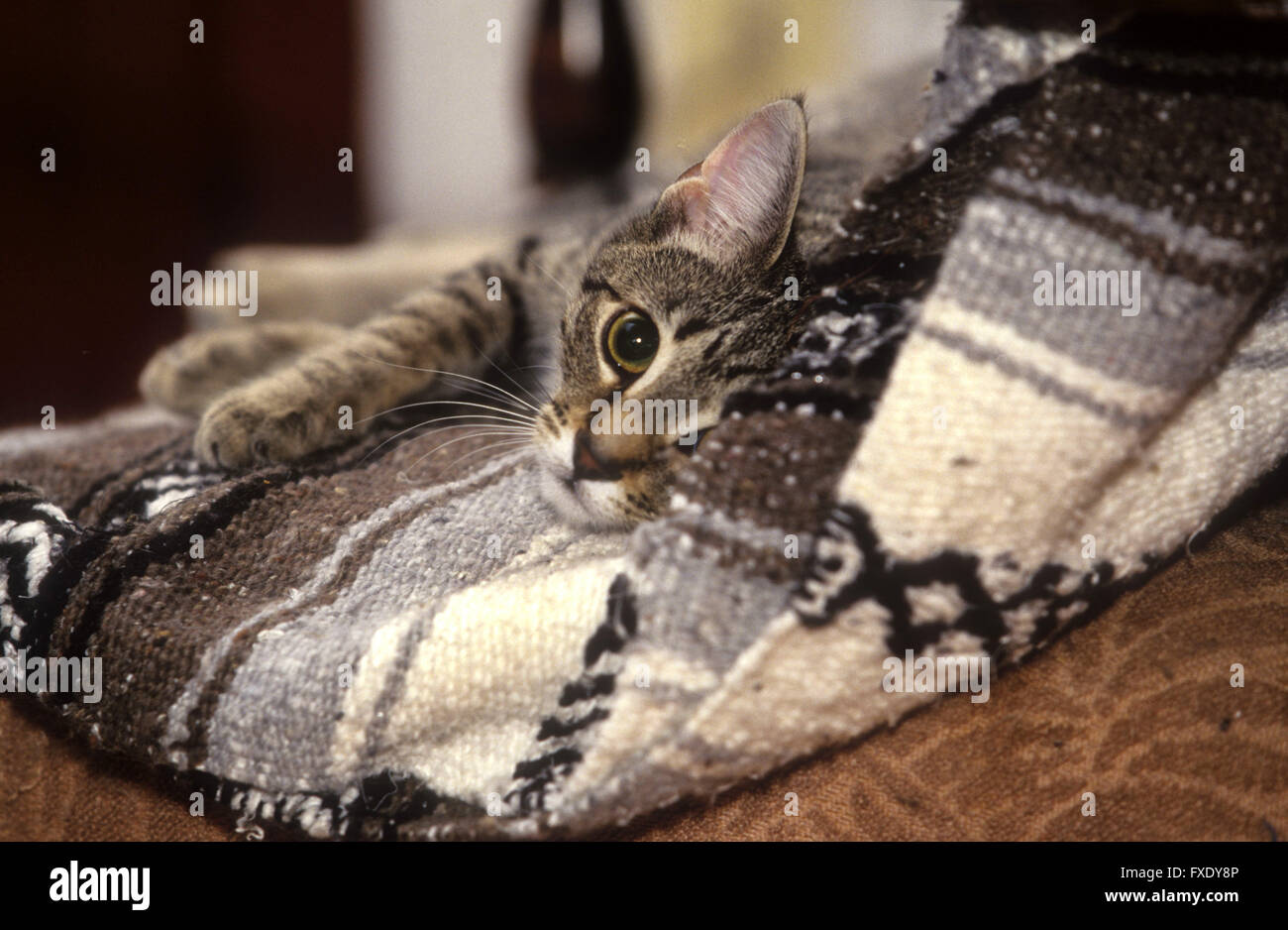 Peering into camera hi-res stock photography and images - Alamy