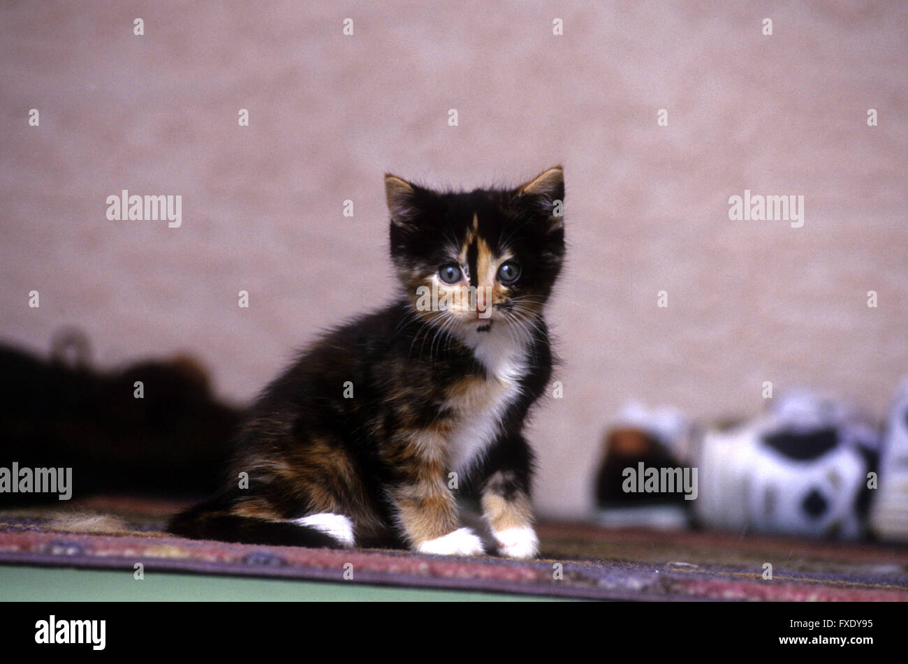 kitten staring at camera Stock Photo - Alamy