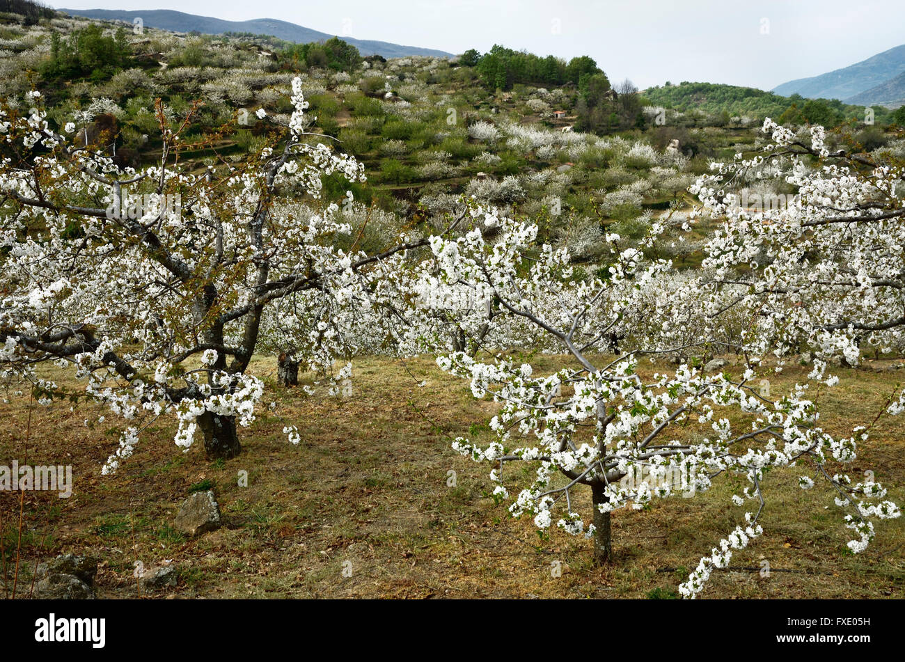 Cherry Blossom. River Valley Jerte. Extremadura. Spain. Europe Stock ...