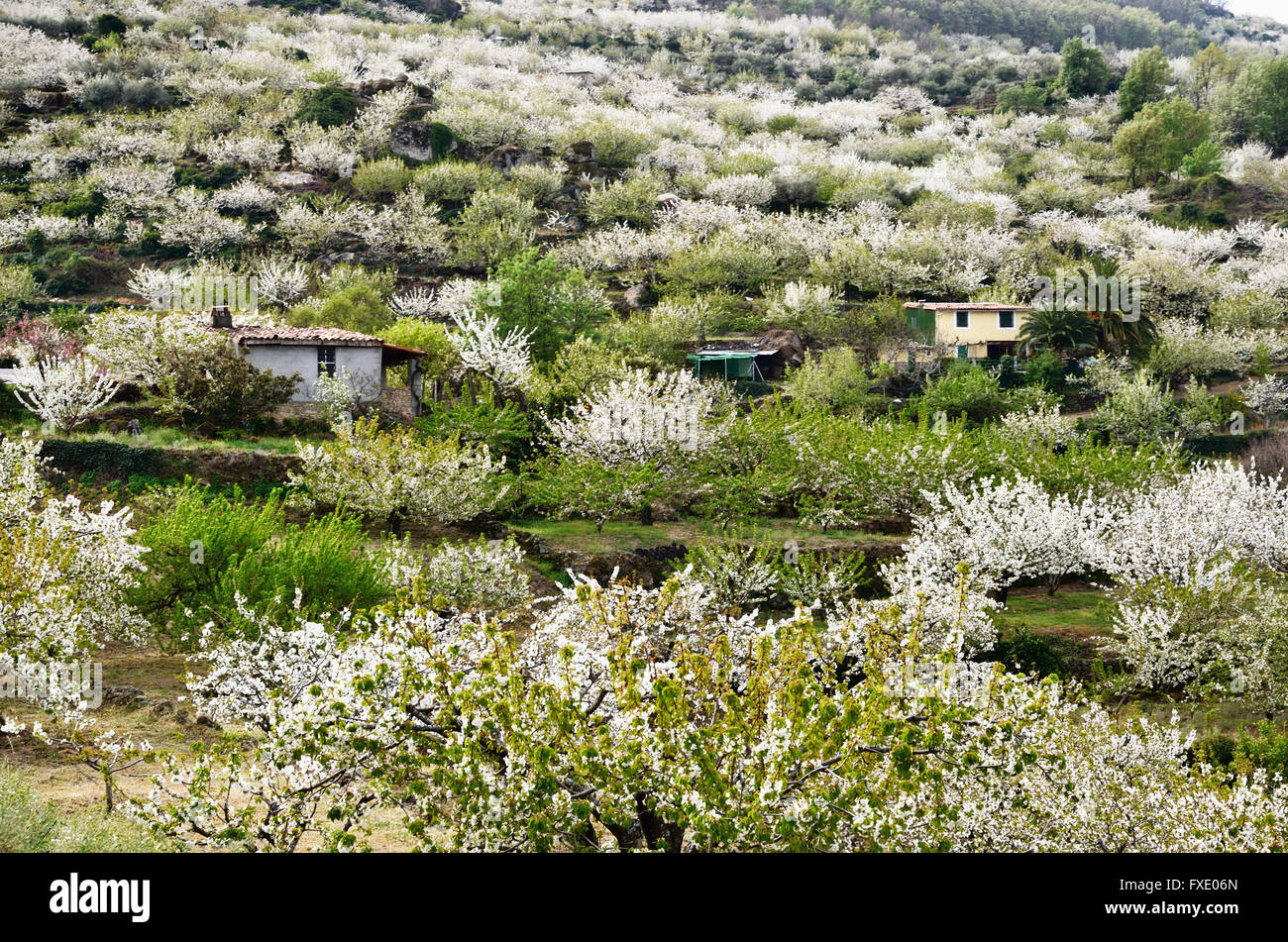 Cherry Blossom. River Valley Jerte. Extremadura. Spain. Europe Stock ...