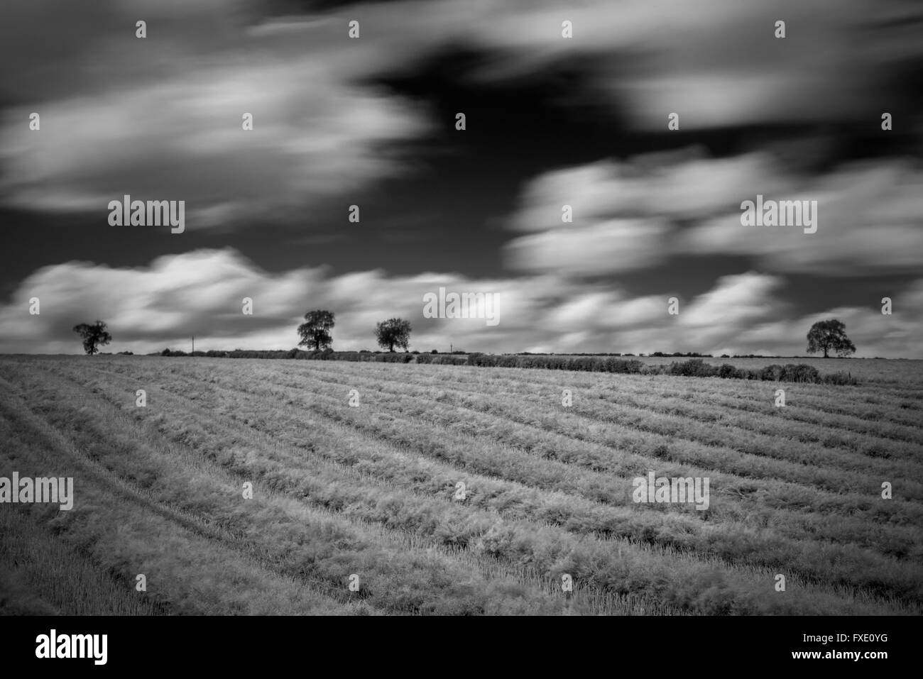 Summer landscape in field white Black and White Stock Photos & Images ...