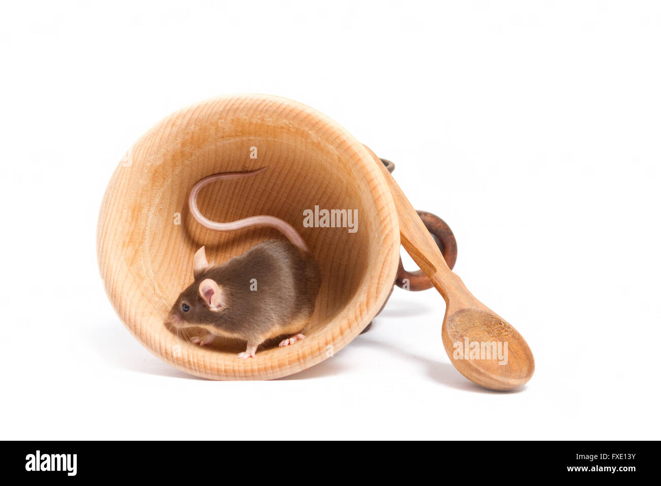 Little hungry mouse in an empty wooden bowl, searching for some food ...