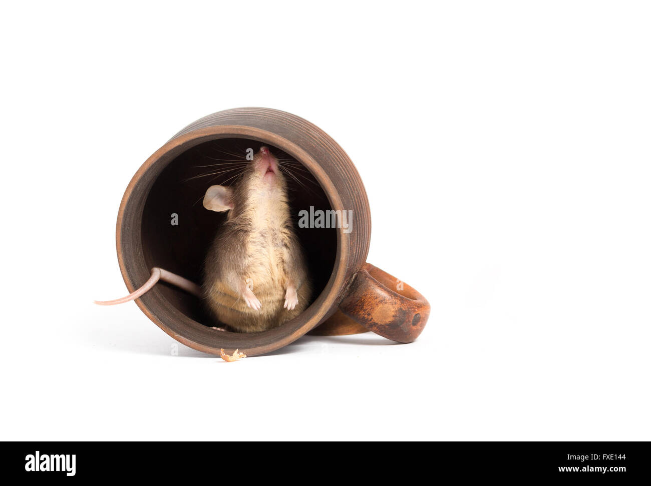 Animal rodent hungry hi-res stock photography and images - Alamy