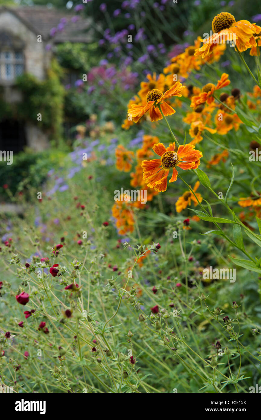 Heleniums garden border hi-res stock photography and images - Alamy