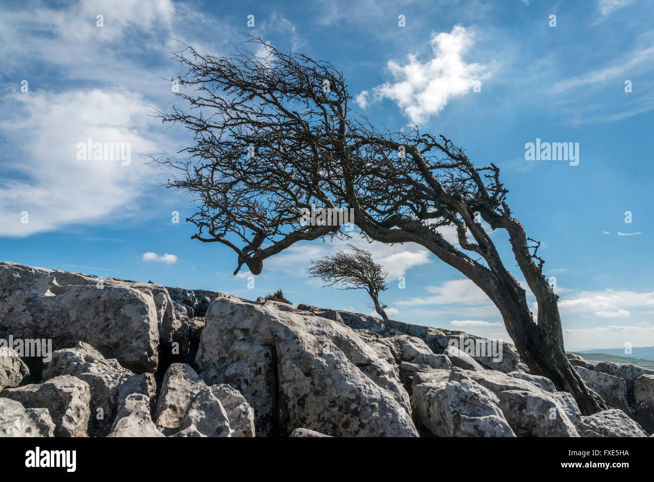 Wind battered Hawthorn Trees and limestone clints on Twistleton Scar in ...