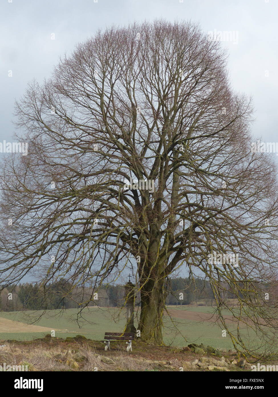 linden tree with large crown and cross underneath Stock Photo - Alamy