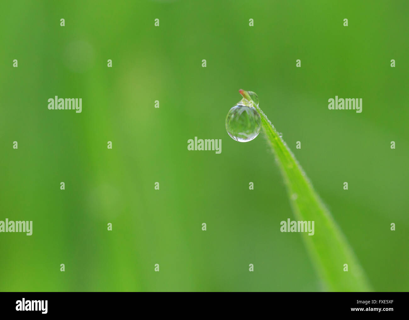 Water drop dew hi-res stock photography and images - Alamy