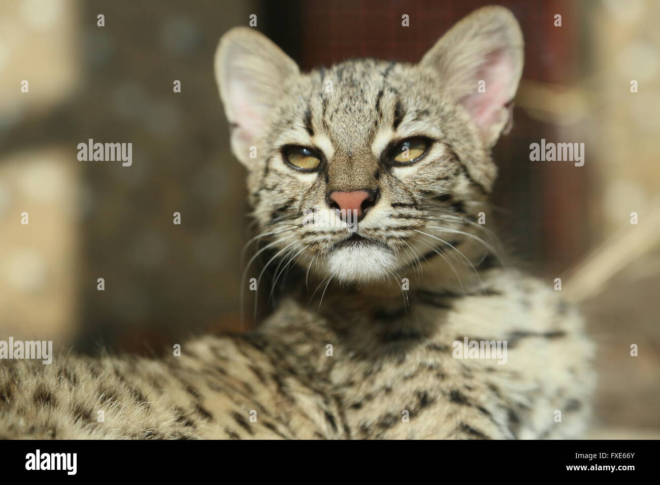 Animal wild cat hi-res stock photography and images - Alamy