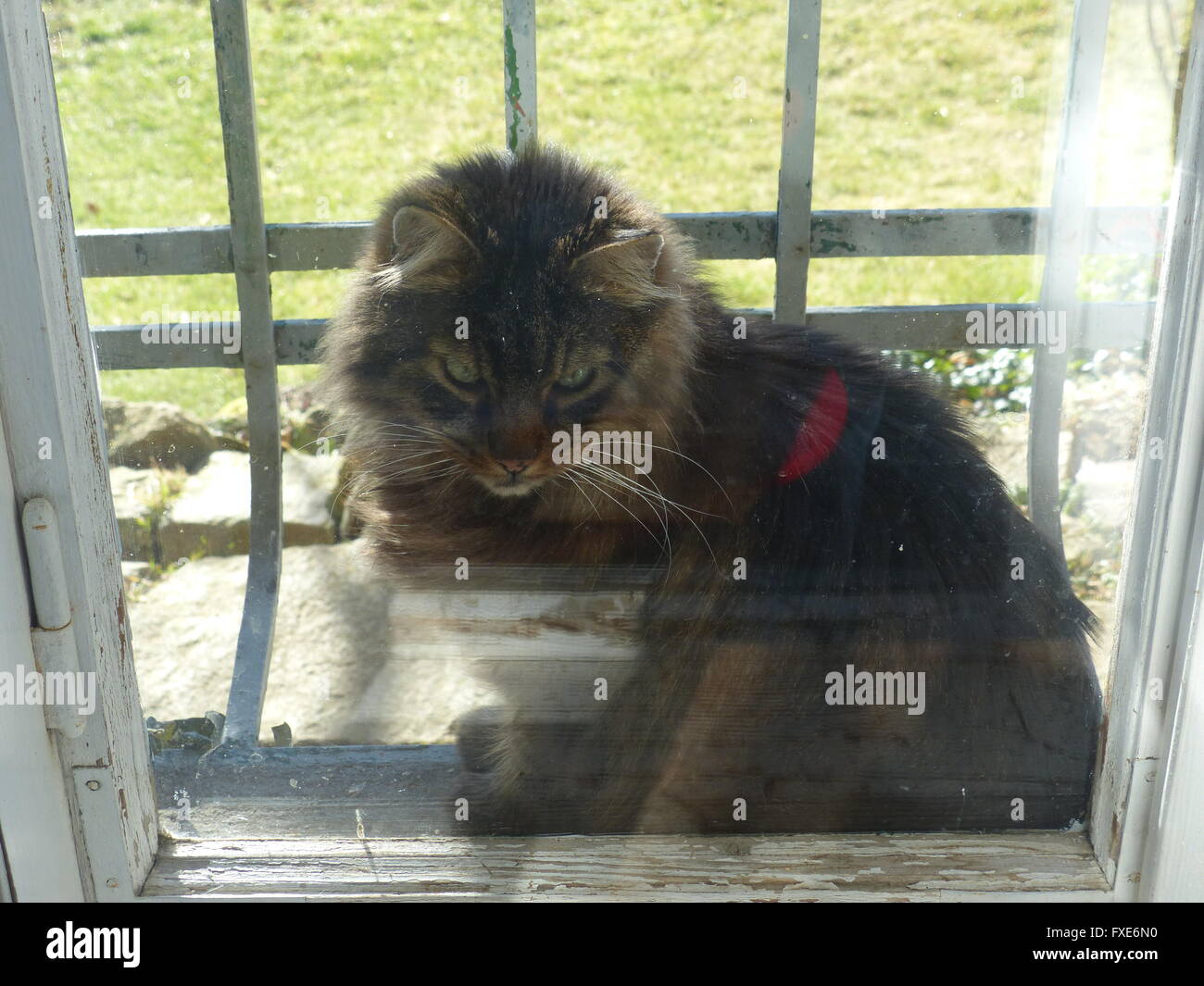 Cat sits on window and looks inside the home Stock Photo - Alamy