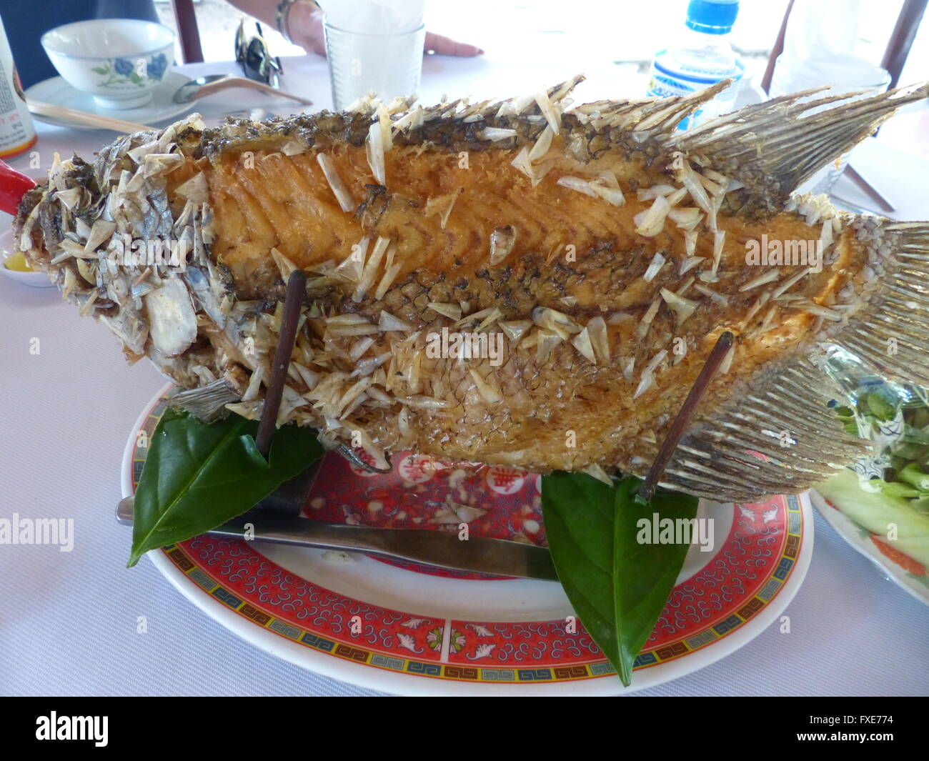 Elephant Ear Fish Stock Photo - Alamy