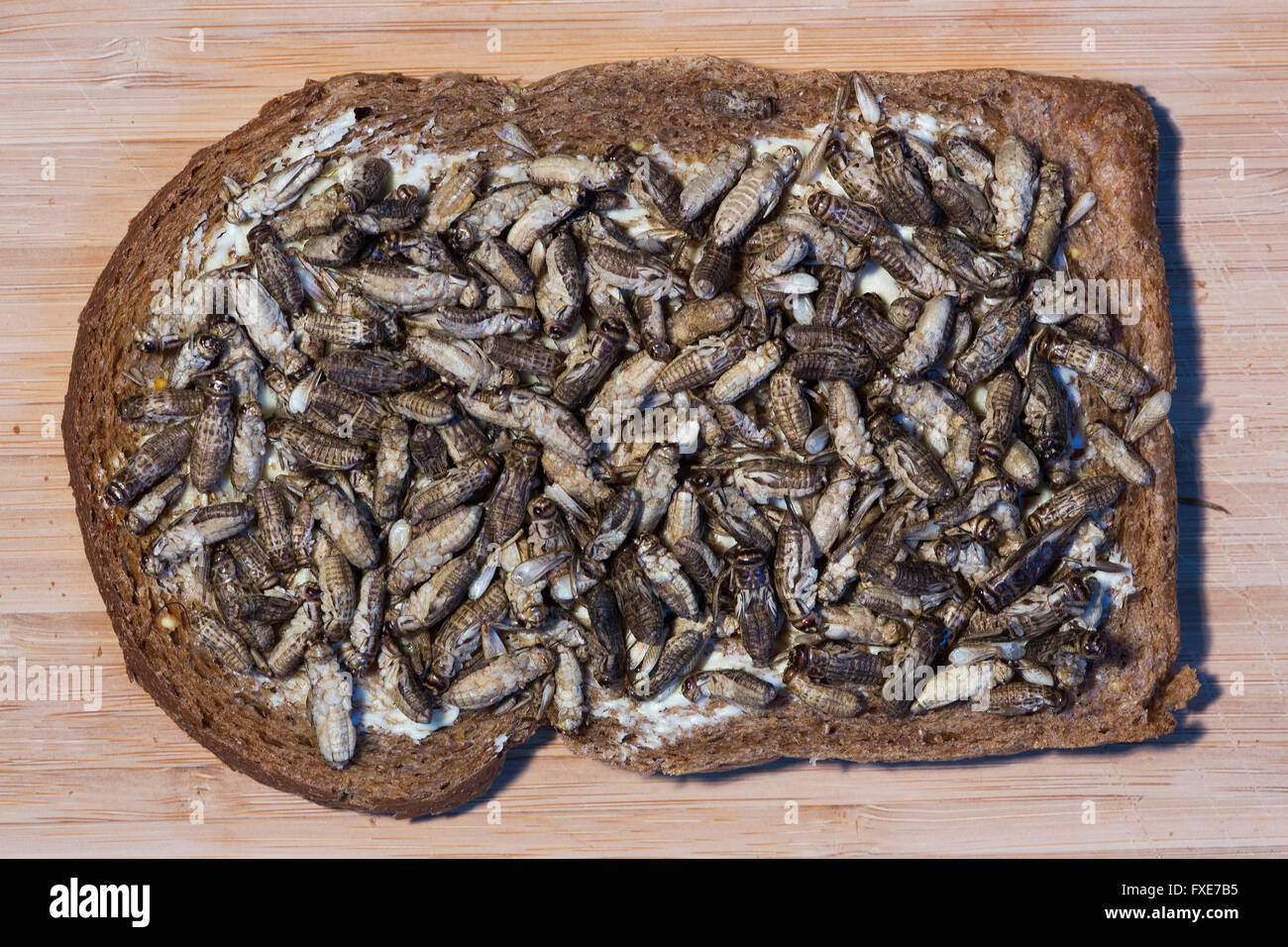 Edible crickets hi-res stock photography and images - Alamy