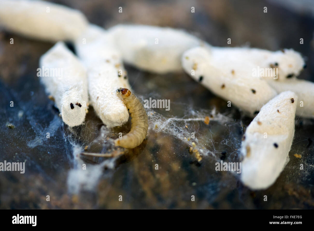 Human breeding hi-res stock photography and images - Alamy