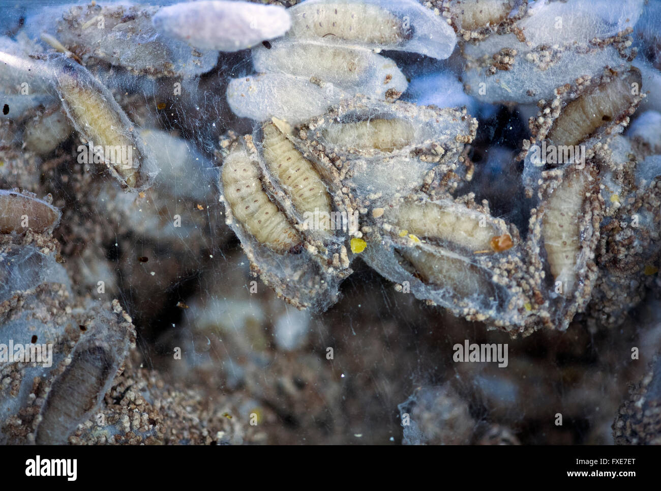 Human breeding hi-res stock photography and images - Alamy