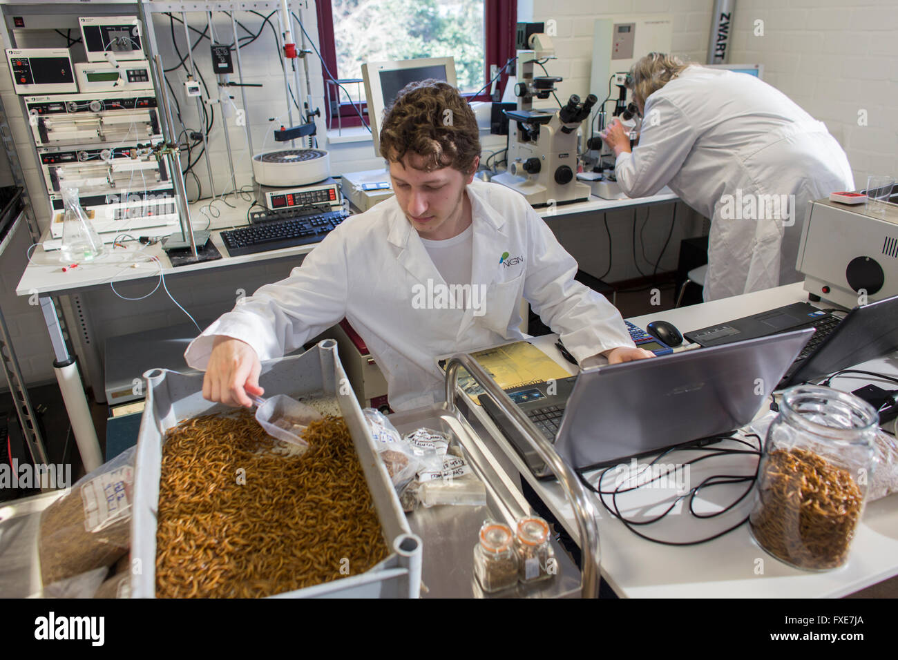 laboratory research for improving the taste of insects for human ...