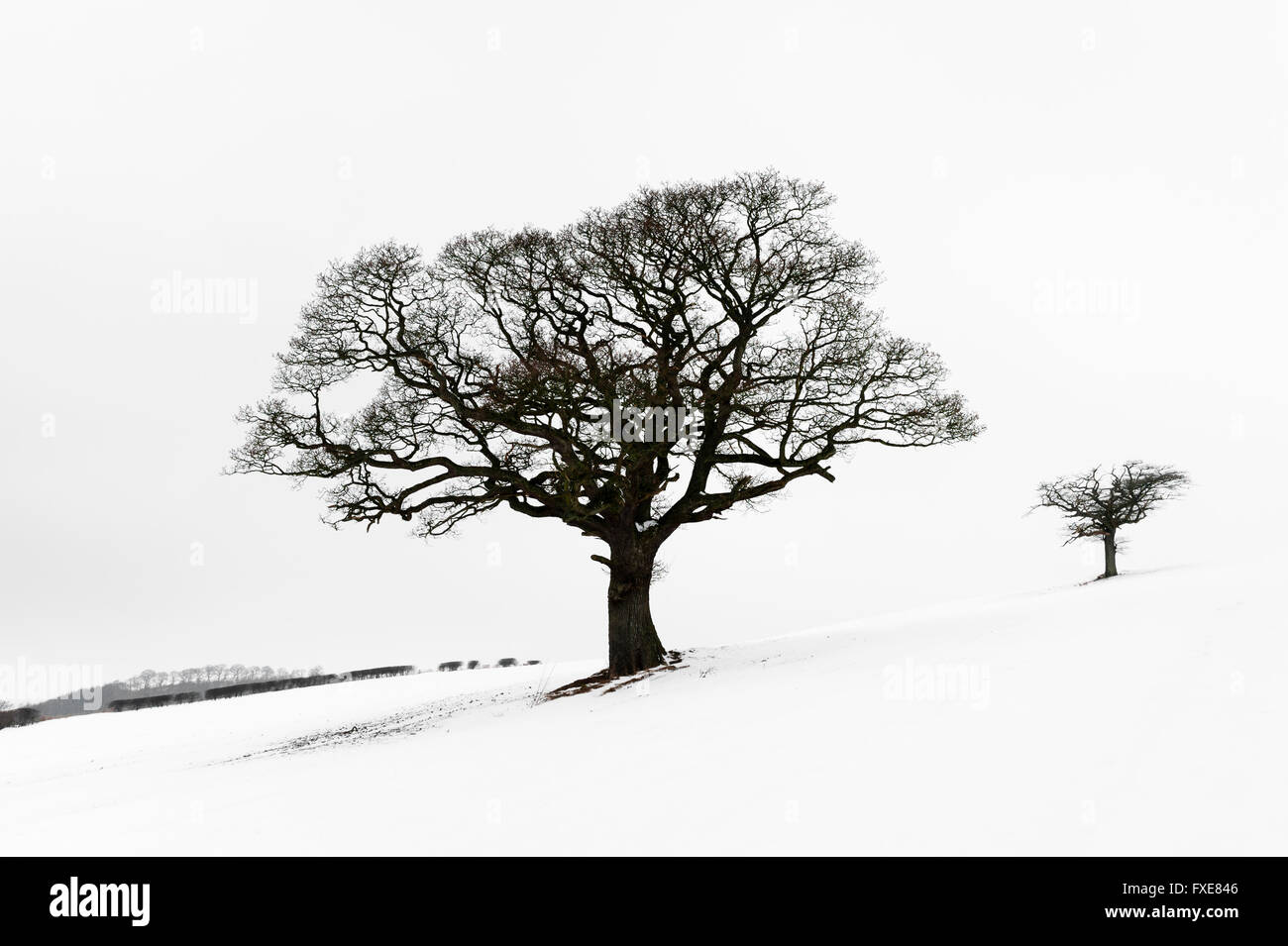 Herefordshire, UK. Two bare leafless oak trees on a snow covered ...