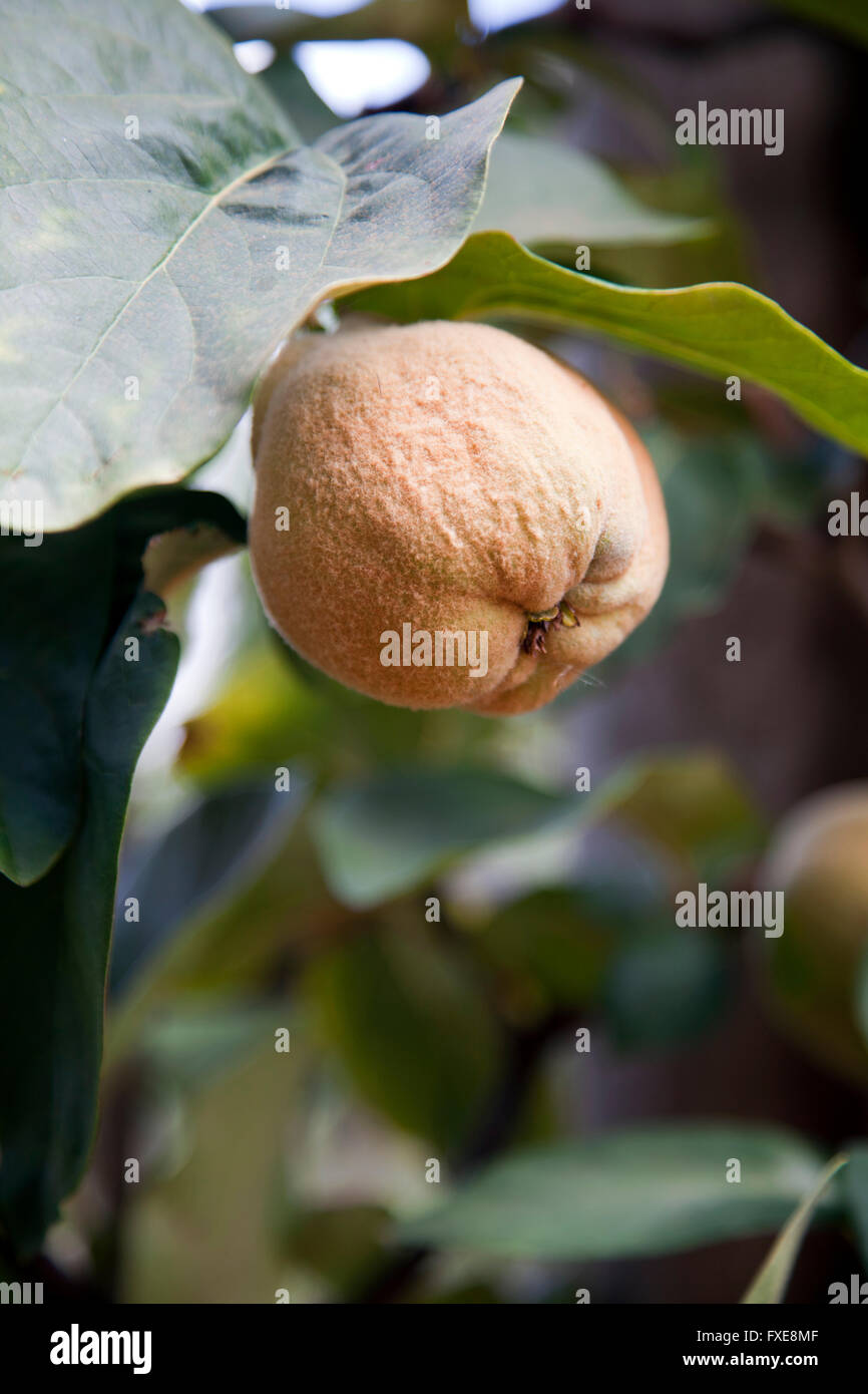 Quince tree fruit hi-res stock photography and images - Alamy