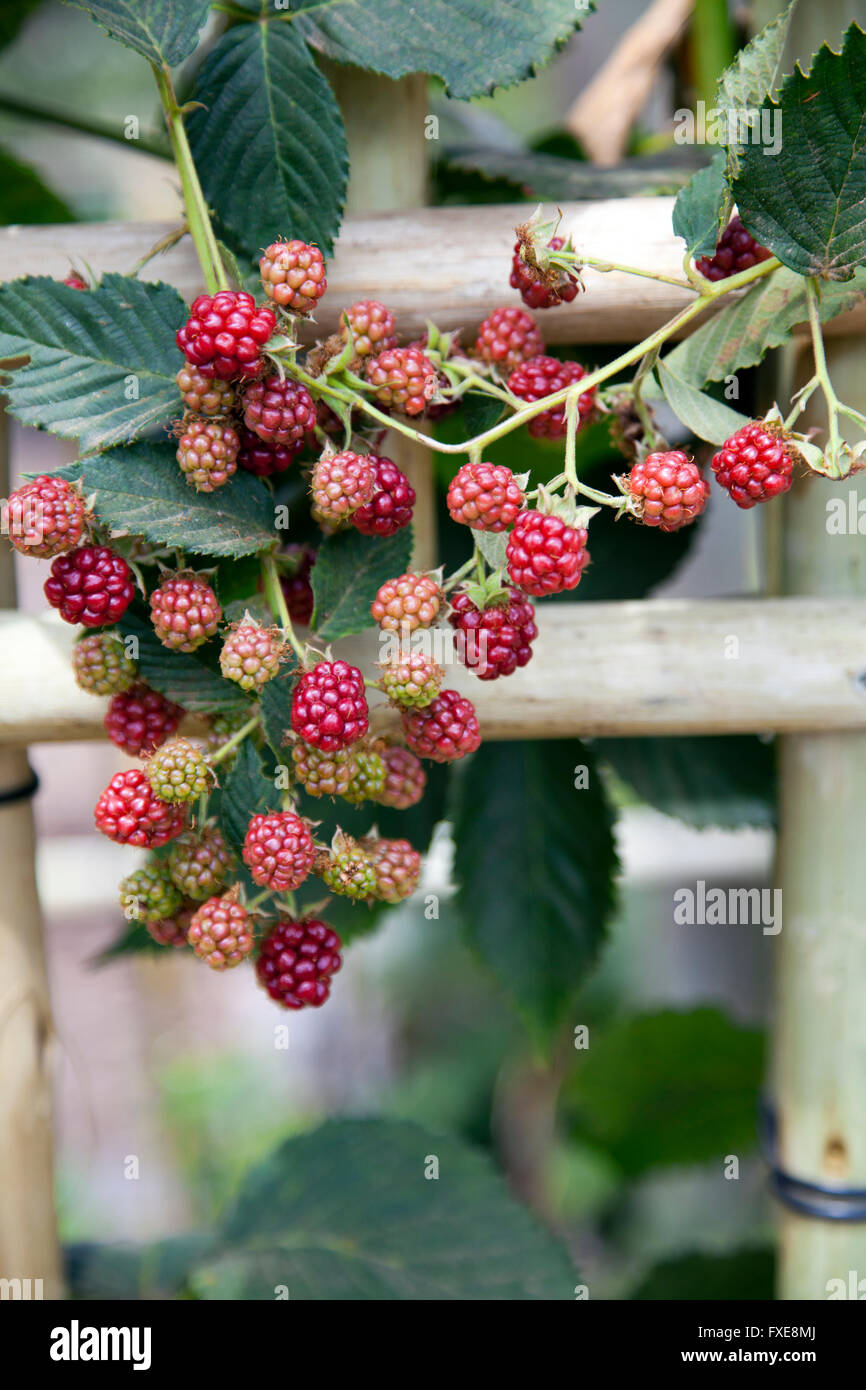 Blackberry Hurl at Babylonstoren farm near Franschhoek in Western Cape ...