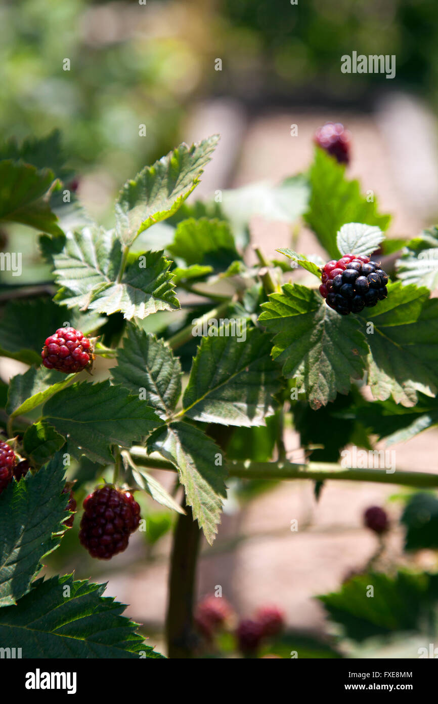 Hurl hi-res stock photography and images - Alamy