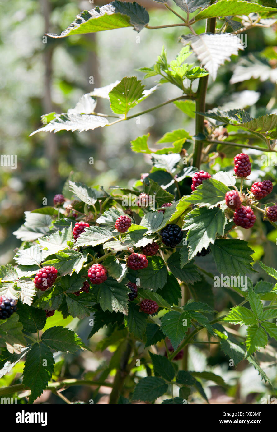 Hurl hi-res stock photography and images - Alamy