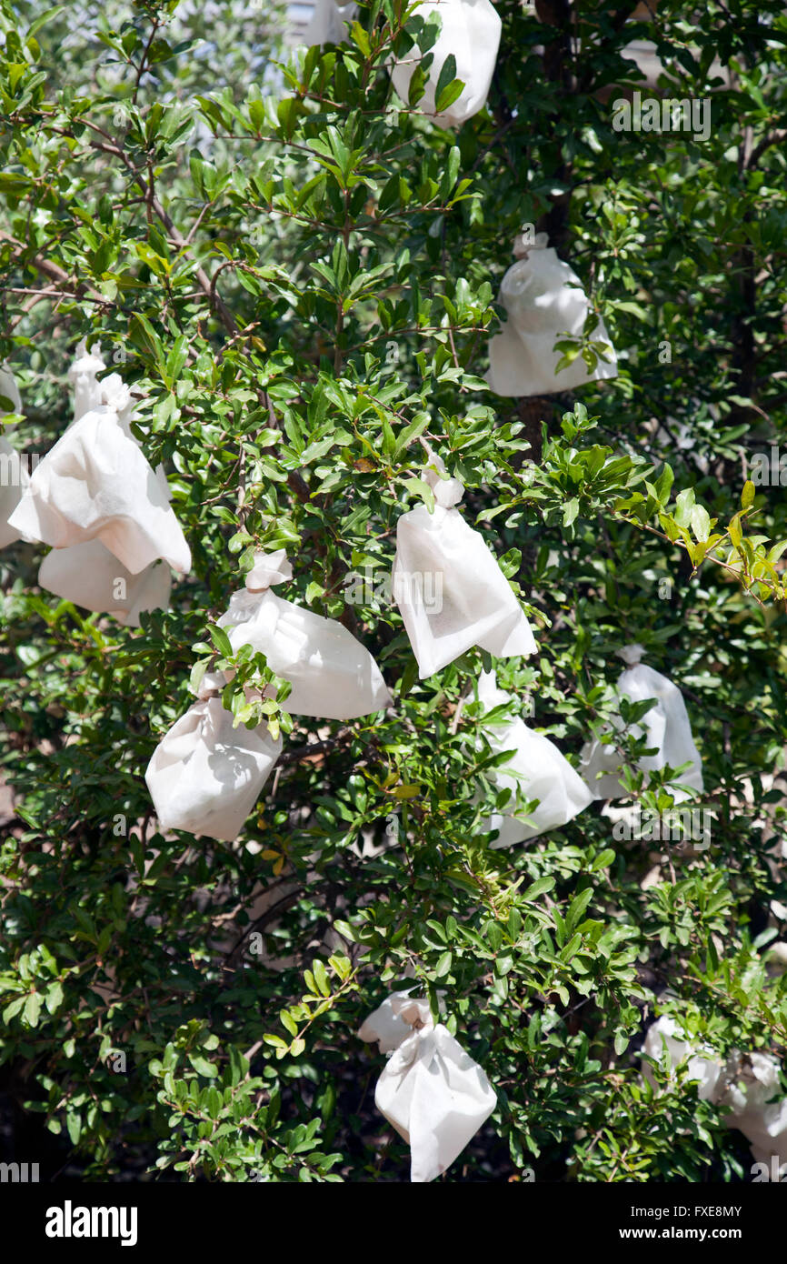 White Plastic Bags on Tree for Protection Stock Photo - Alamy