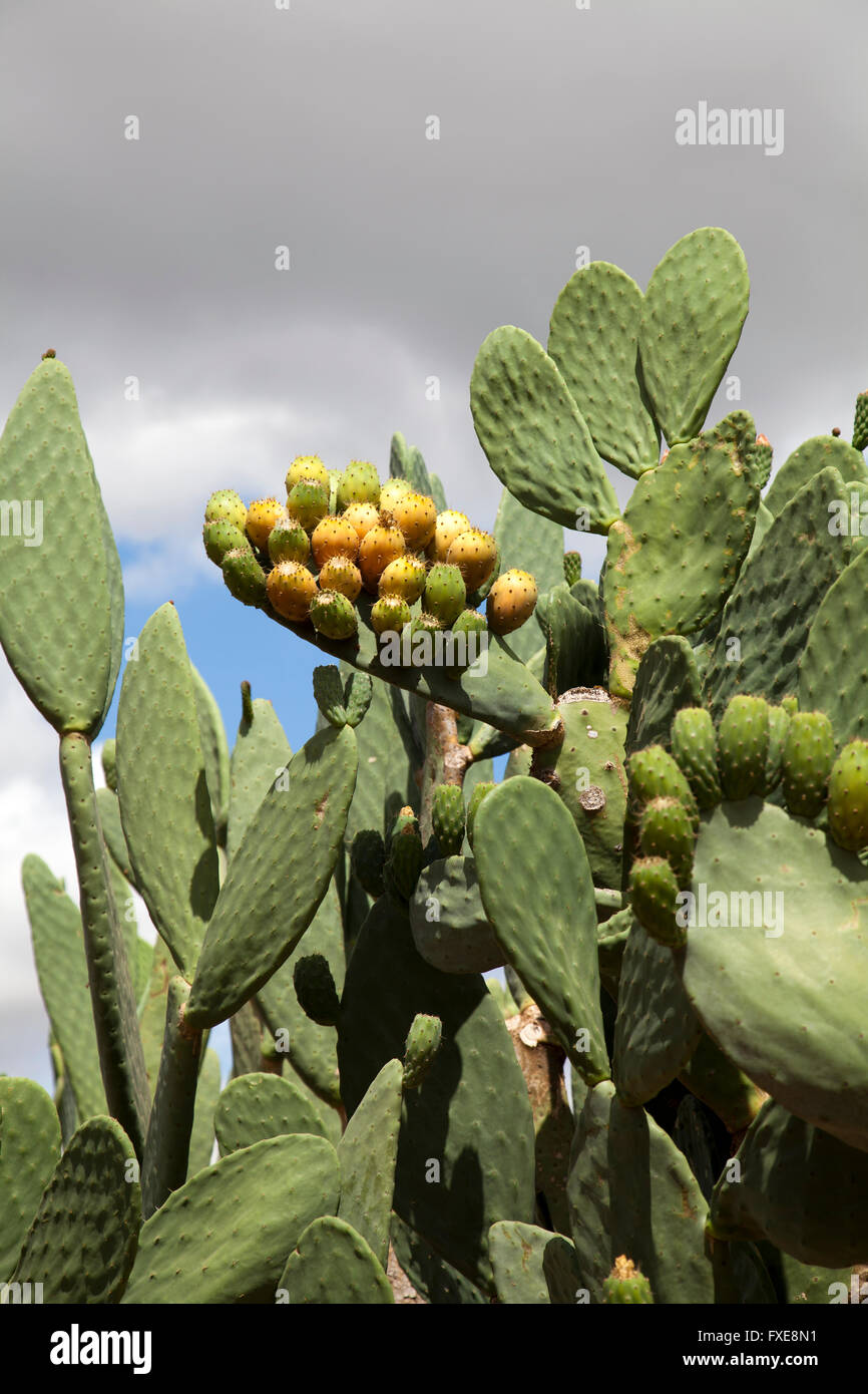 Prickly Pear Maze at Babylonstoren in Western Cape - South Africa Stock ...