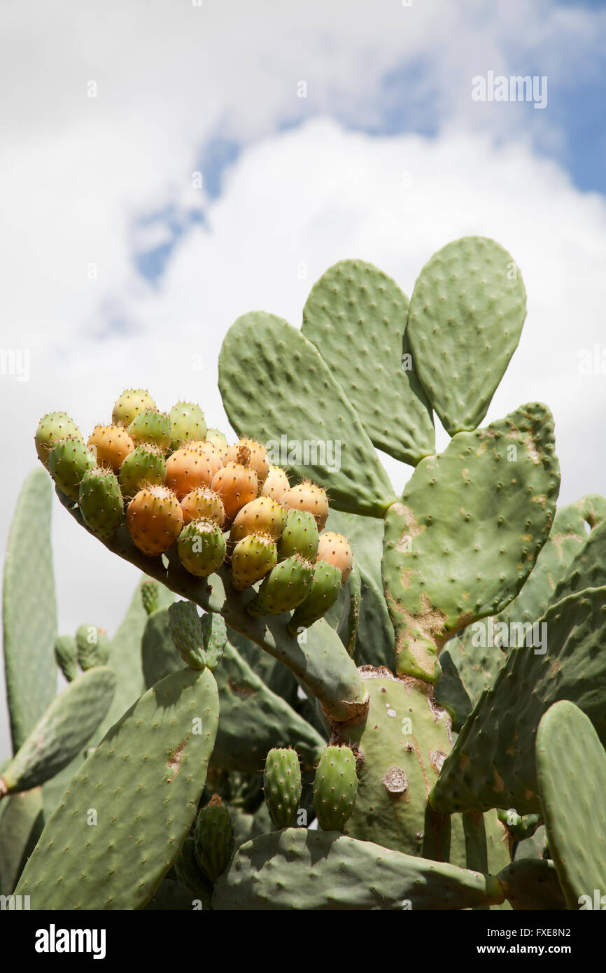 Prickly Pear Maze at Babylonstoren in Western Cape - South Africa Stock ...