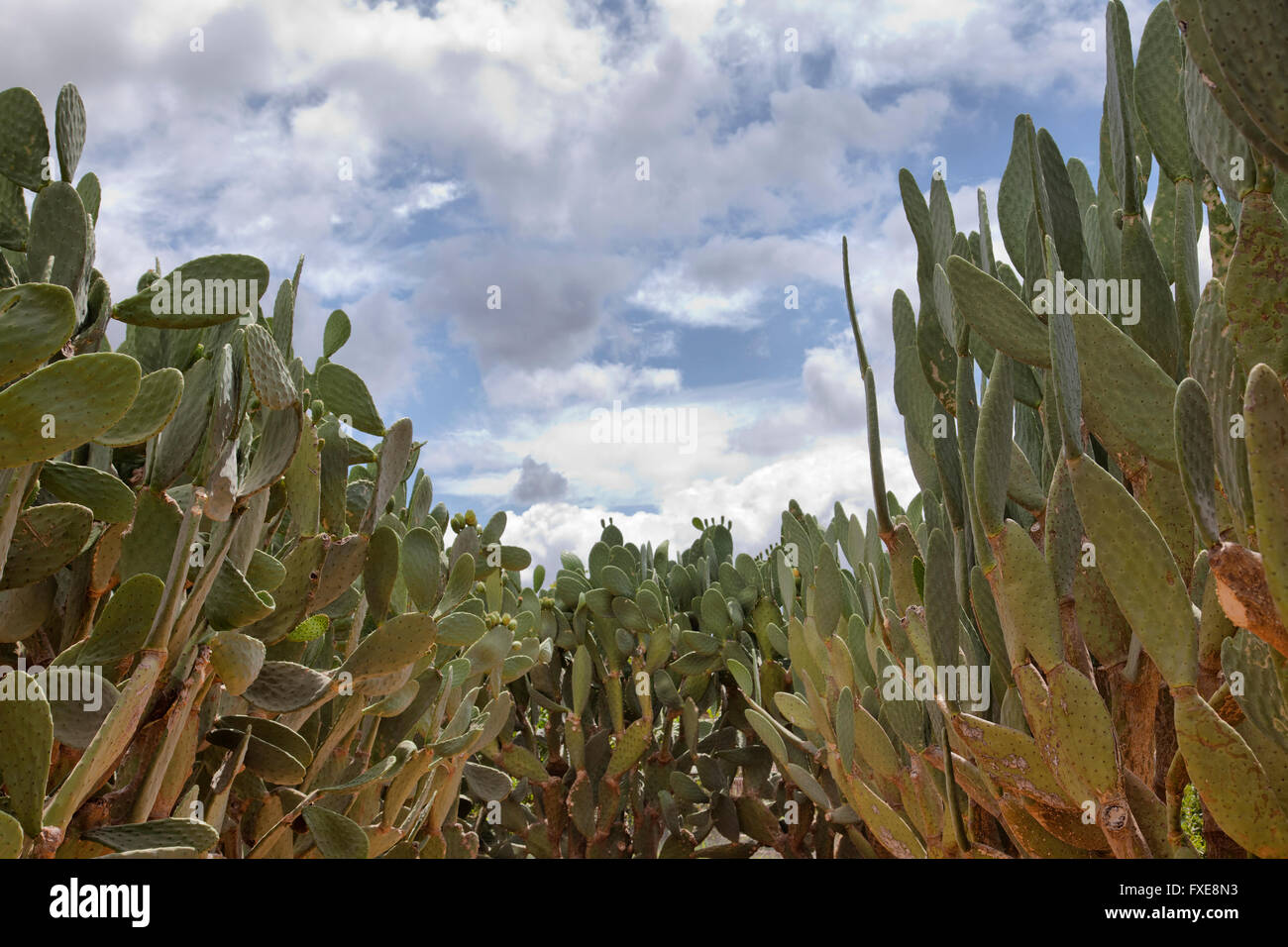 Prickly Pear Maze at Babylonstoren in Western Cape - South Africa Stock ...