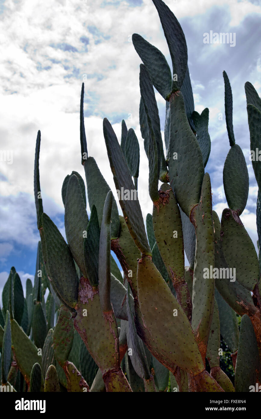 Pear in silhouette hi-res stock photography and images - Alamy