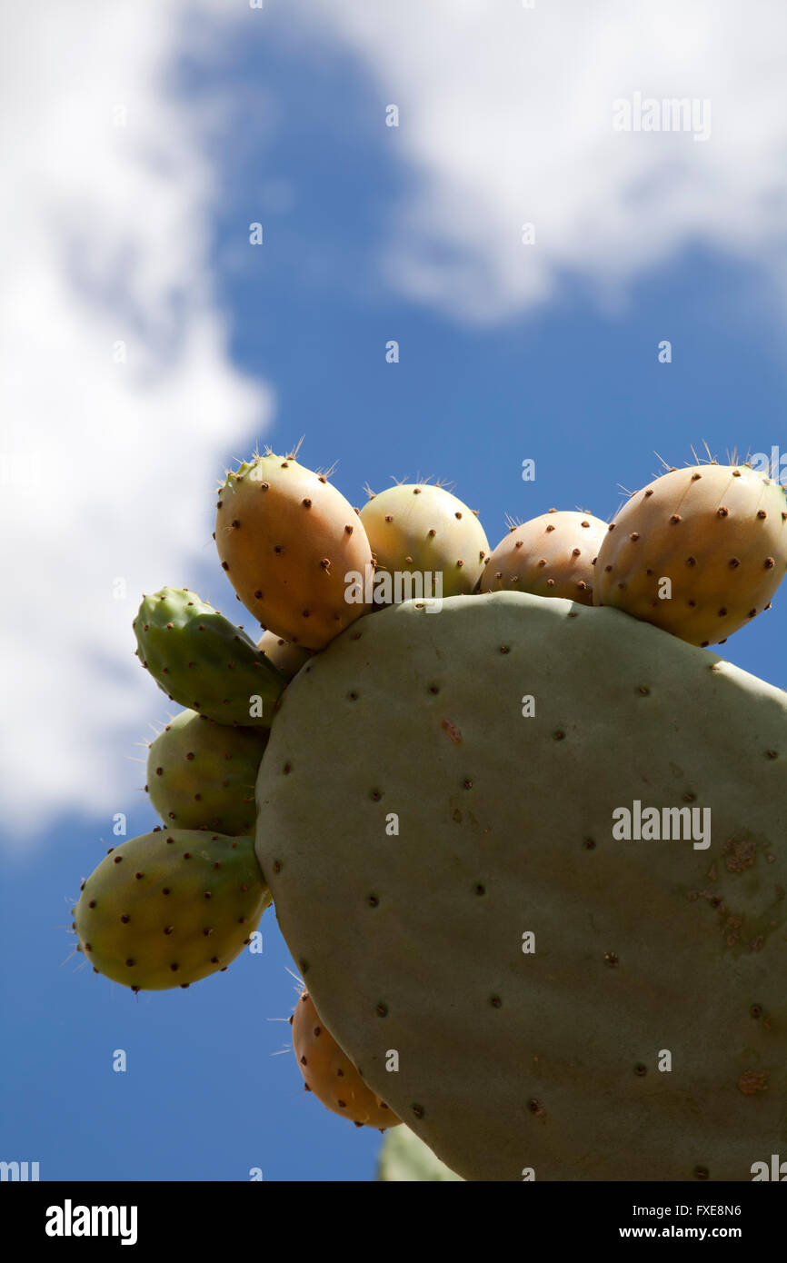 Prickly Pear Maze at Babylonstoren in Western Cape - South Africa Stock ...