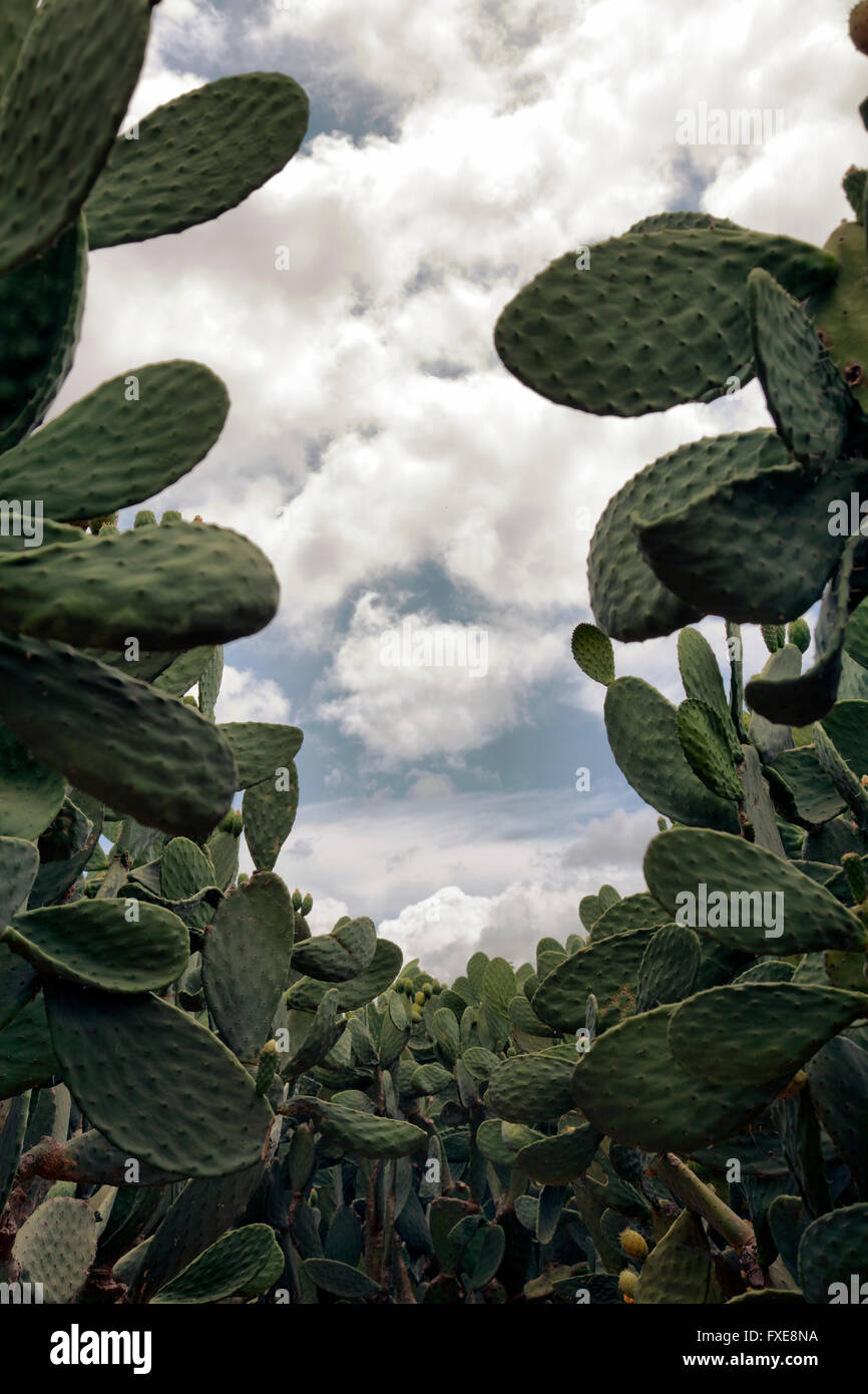 Prickly Pear Maze at Babylonstoren in Western Cape - South Africa Stock ...