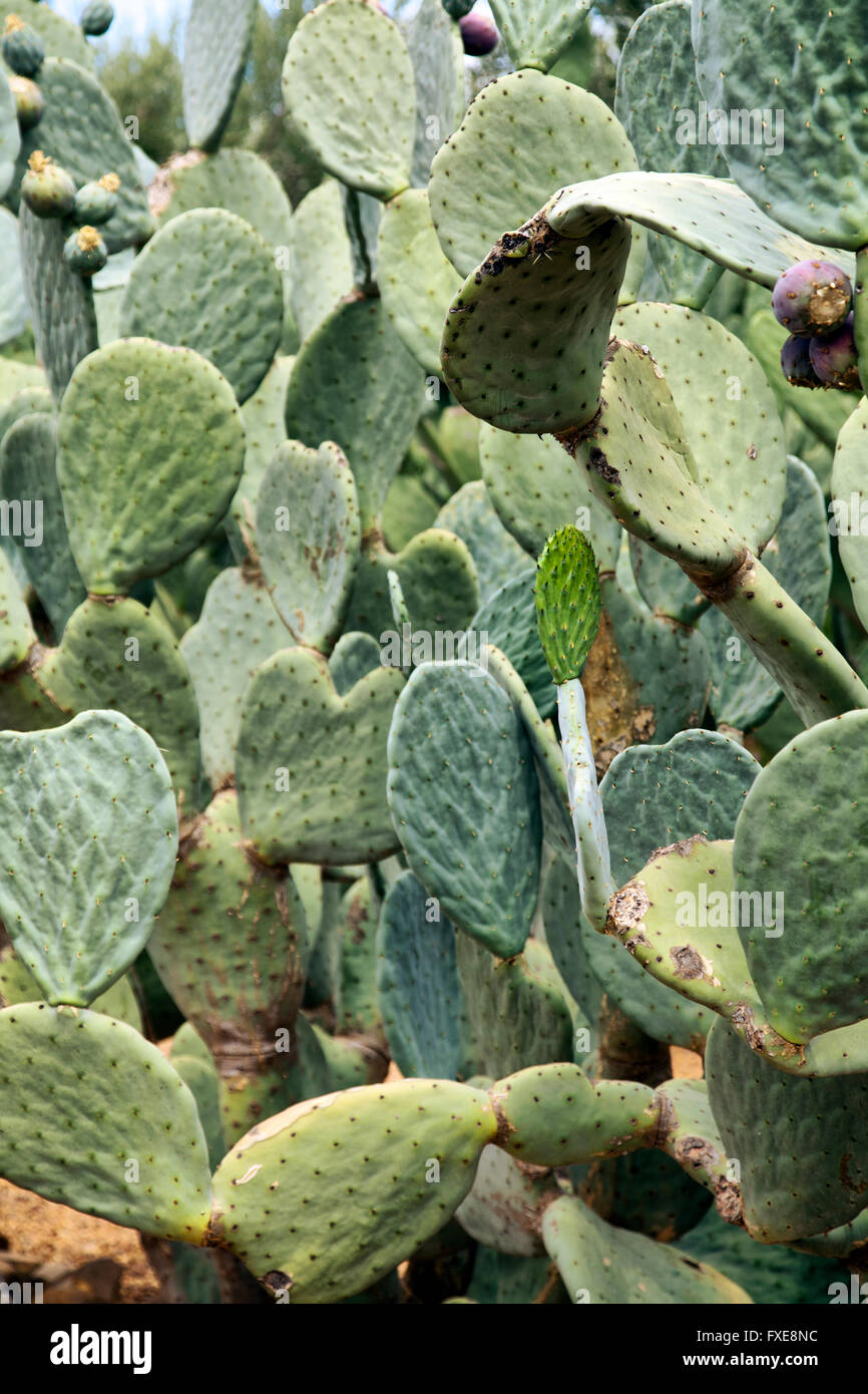 Prickly Pear Maze at Babylonstoren in Western Cape - South Africa Stock ...