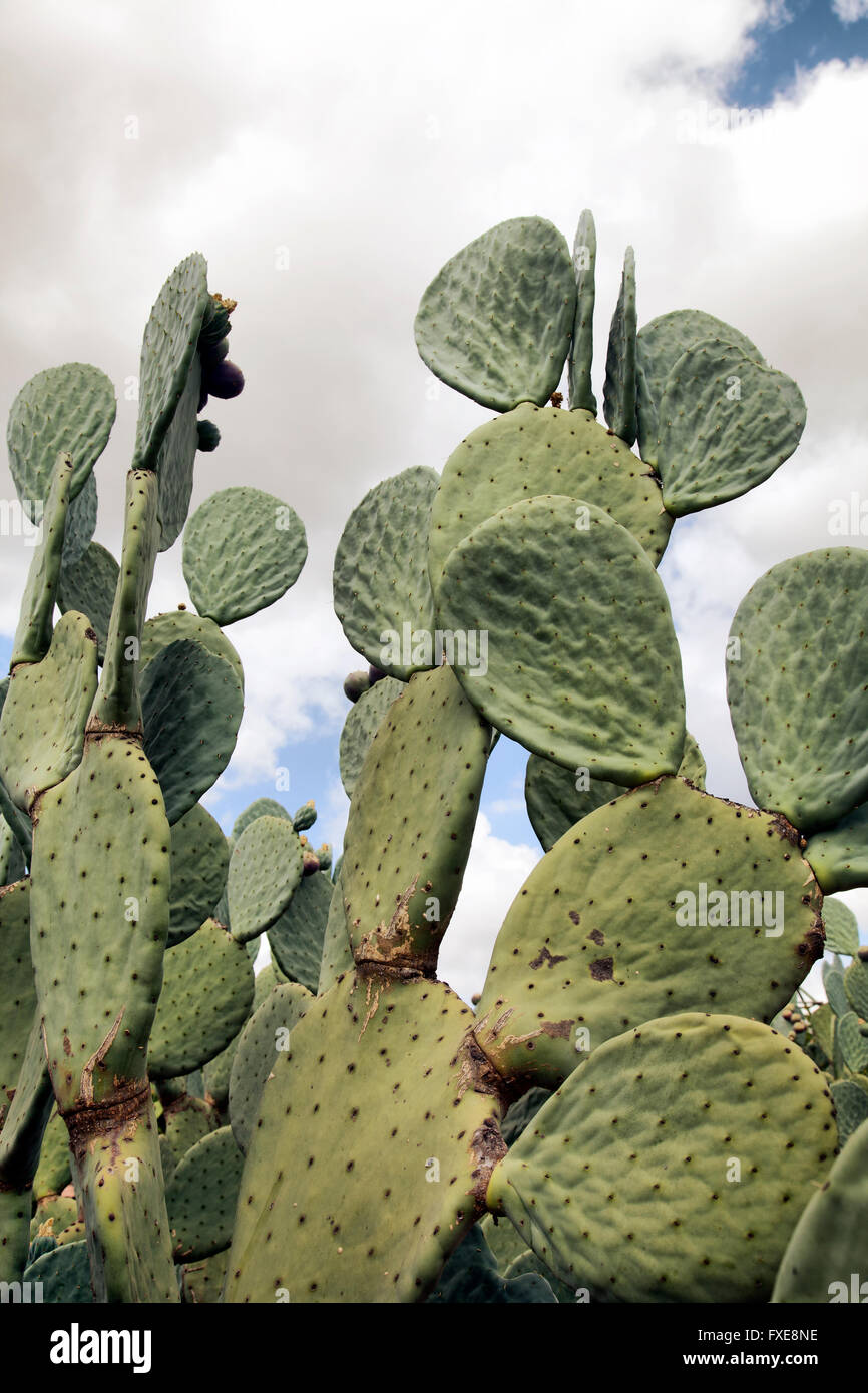 Prickly Pear Maze at Babylonstoren in Western Cape - South Africa Stock ...
