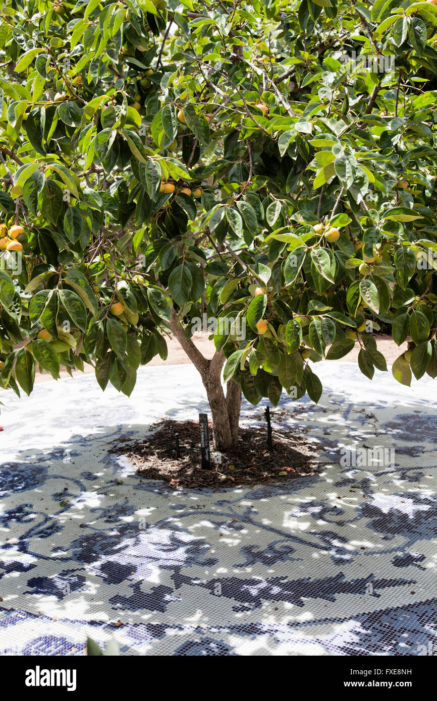 Persimmon Tree at Babylonstoren farm near Franschhoek in Western Cape ...