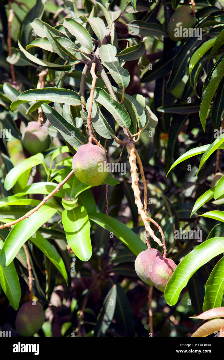 Mango Tree at Babylonstoren in Western Cape - South Africa Stock Photo ...
