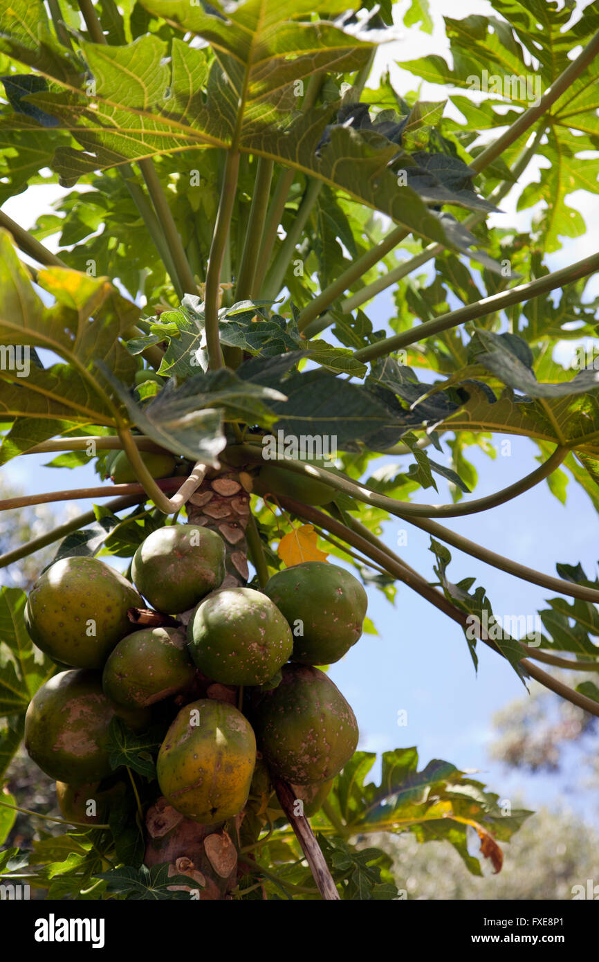 Pawpaw africa hi-res stock photography and images - Alamy