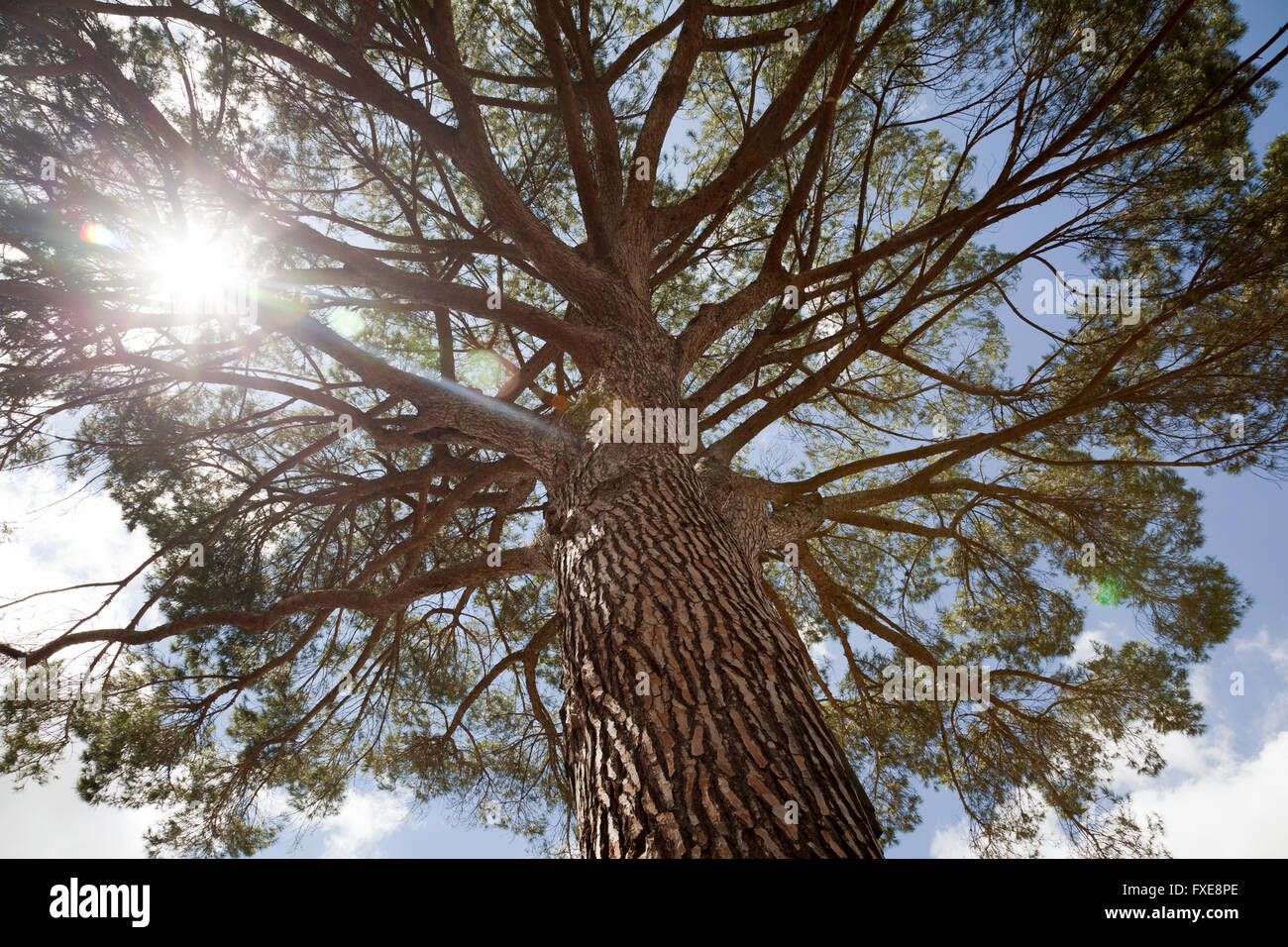 Pinus Pinea Pine Tree Stock Photo - Alamy
