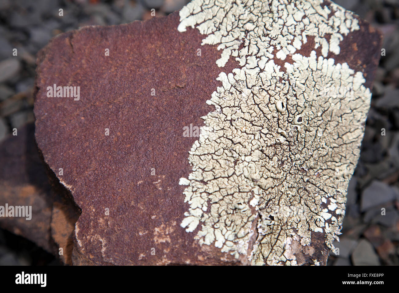 Lichen on Rock Stock Photo - Alamy