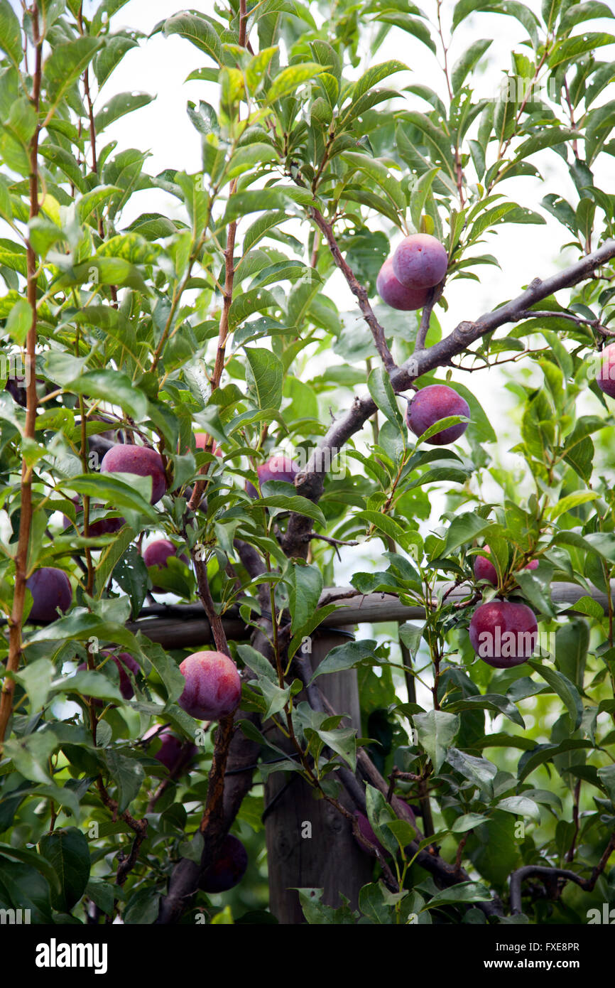 Plum Tree at Babylonstoren farm near Franschhoek in Western Cape ...