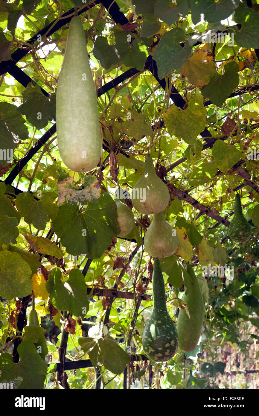 Pumpkin Snail Walk Through at Babylonstoren in Western Cape - South ...