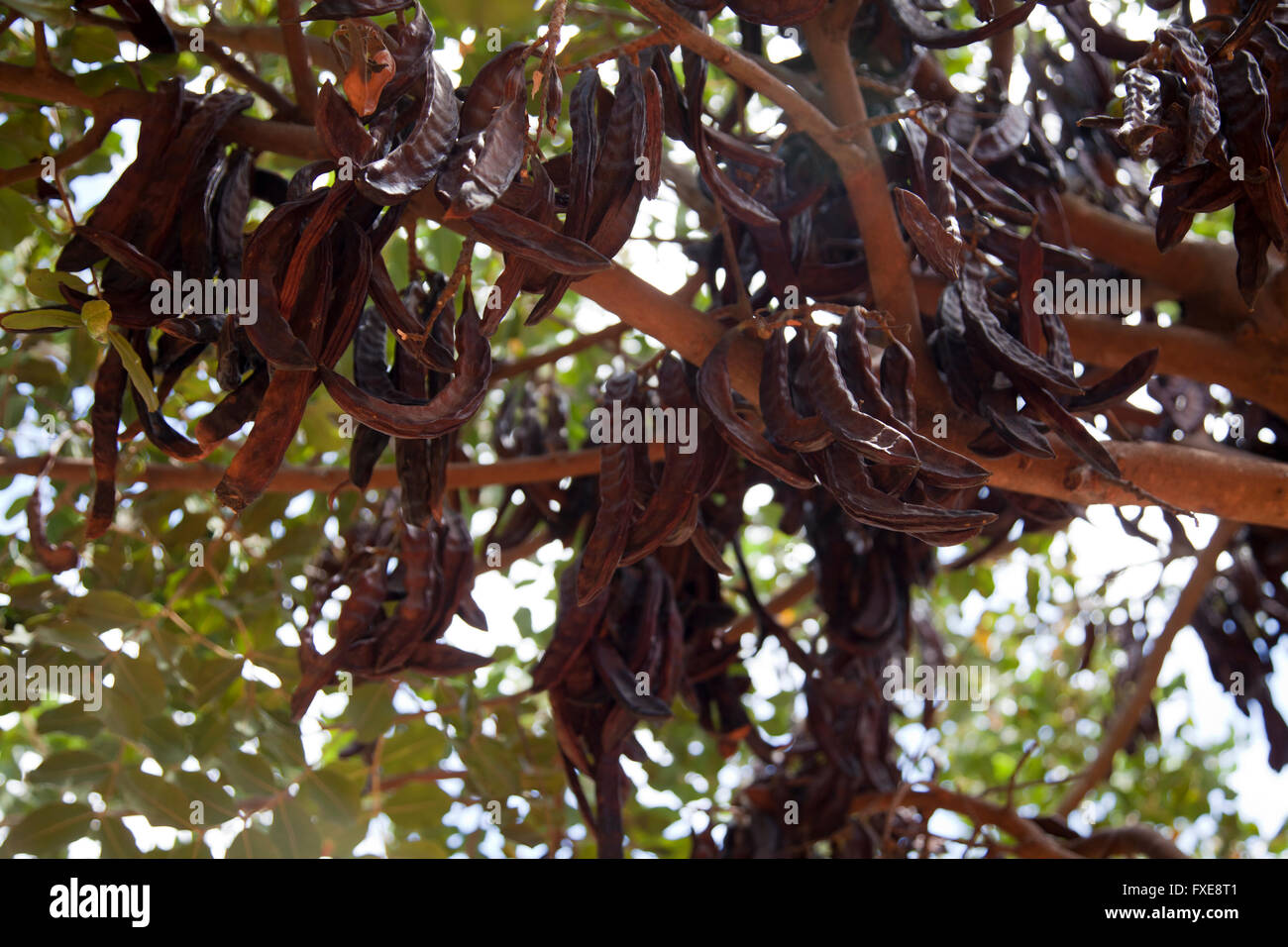 Tamarind tree hi-res stock photography and images - Alamy