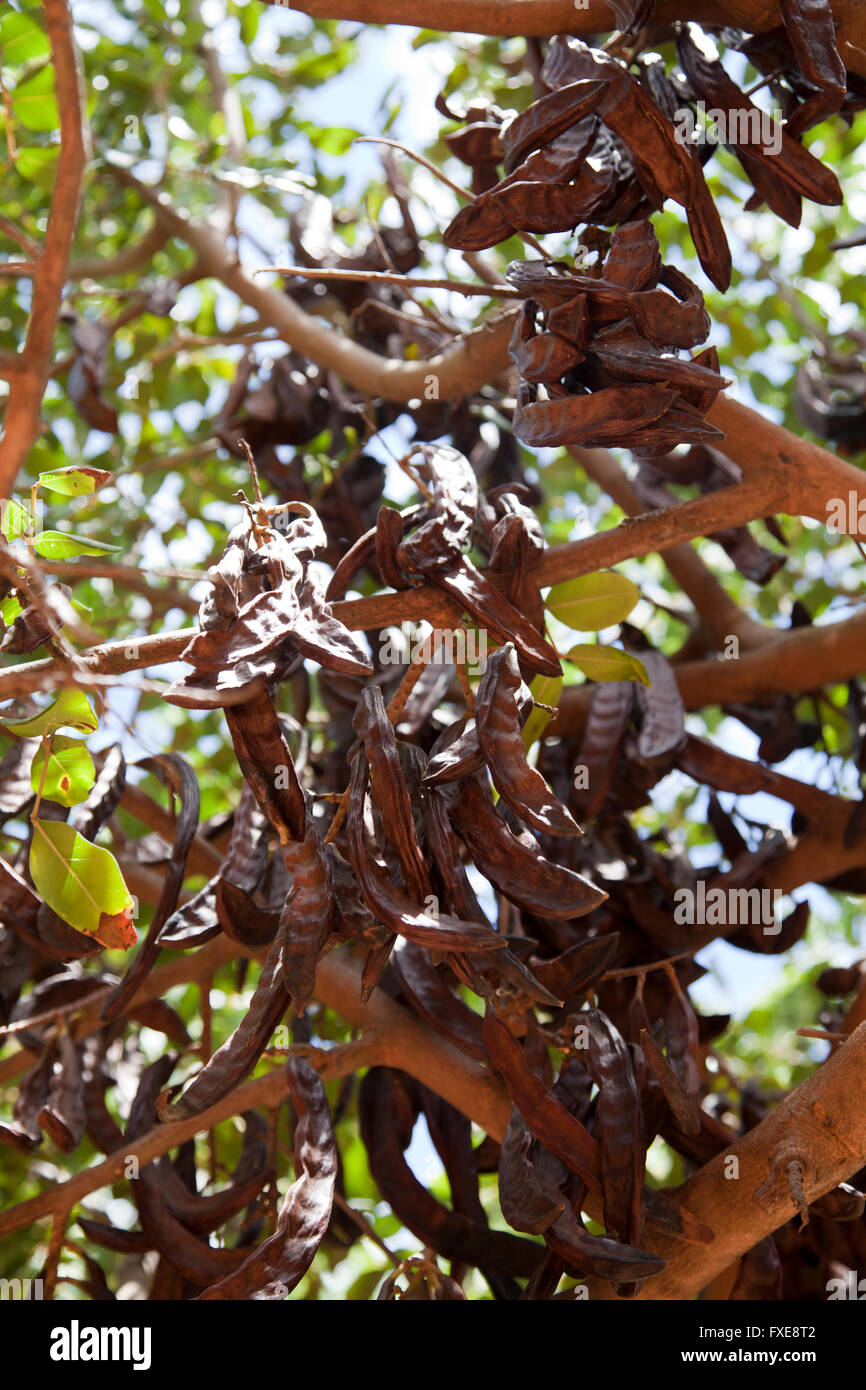 Tamarind Tree at Babylonstoren farm near Franschhoek in Western Cape ...