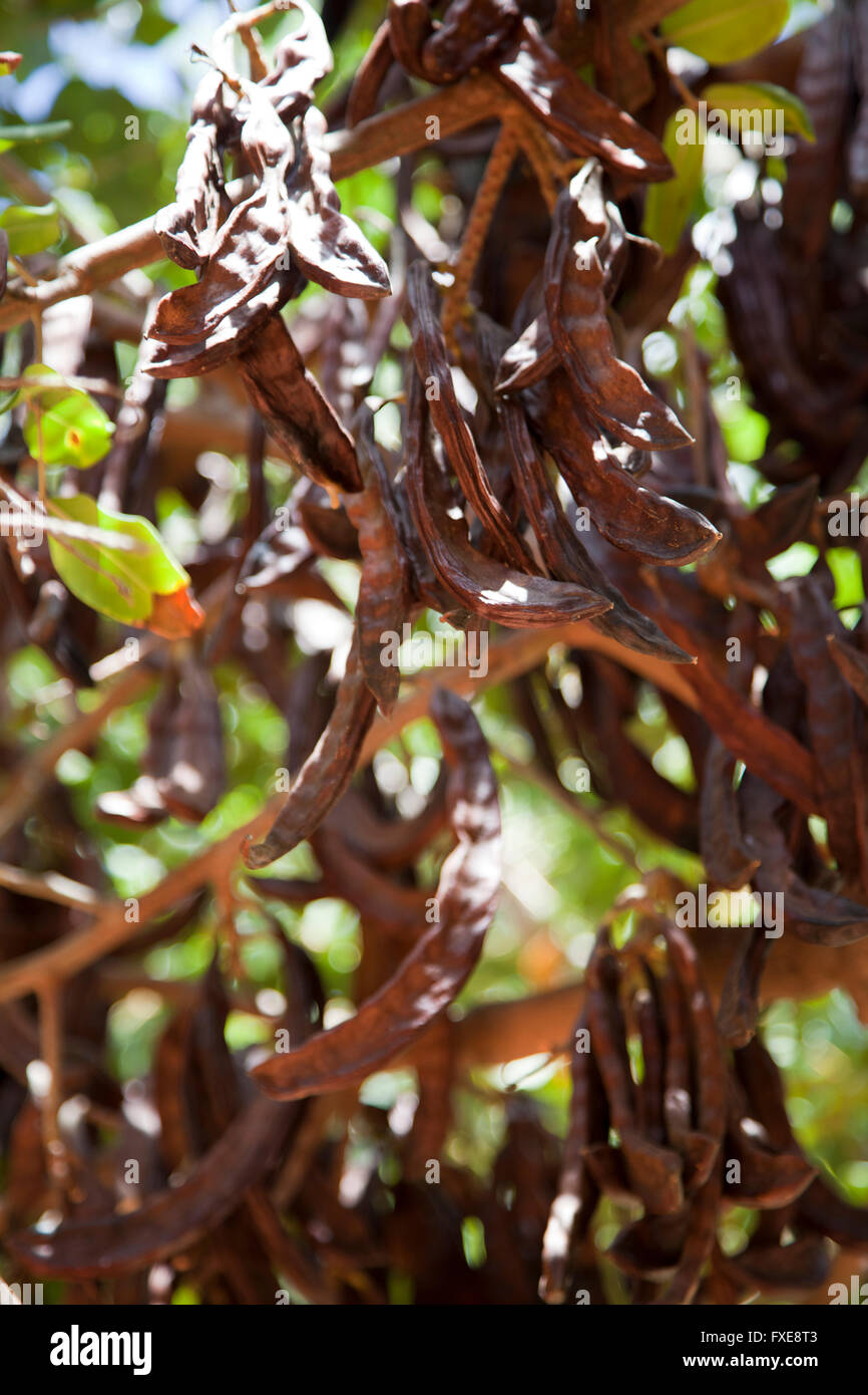 Tamarind tree hi-res stock photography and images - Alamy