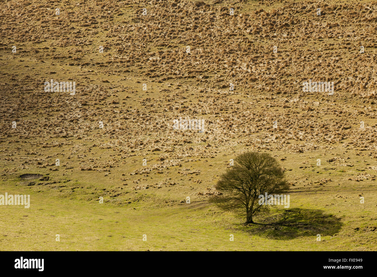 Early spring on the South Downs, East Sussex, England Stock Photo - Alamy