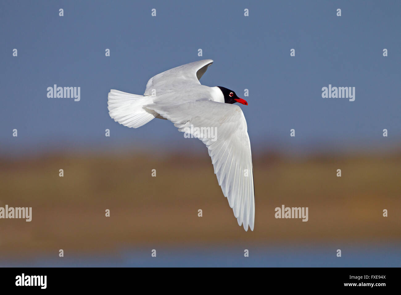 Mediterranean Gull Larus melanocephalus in Flight in Spring Norfolk ...