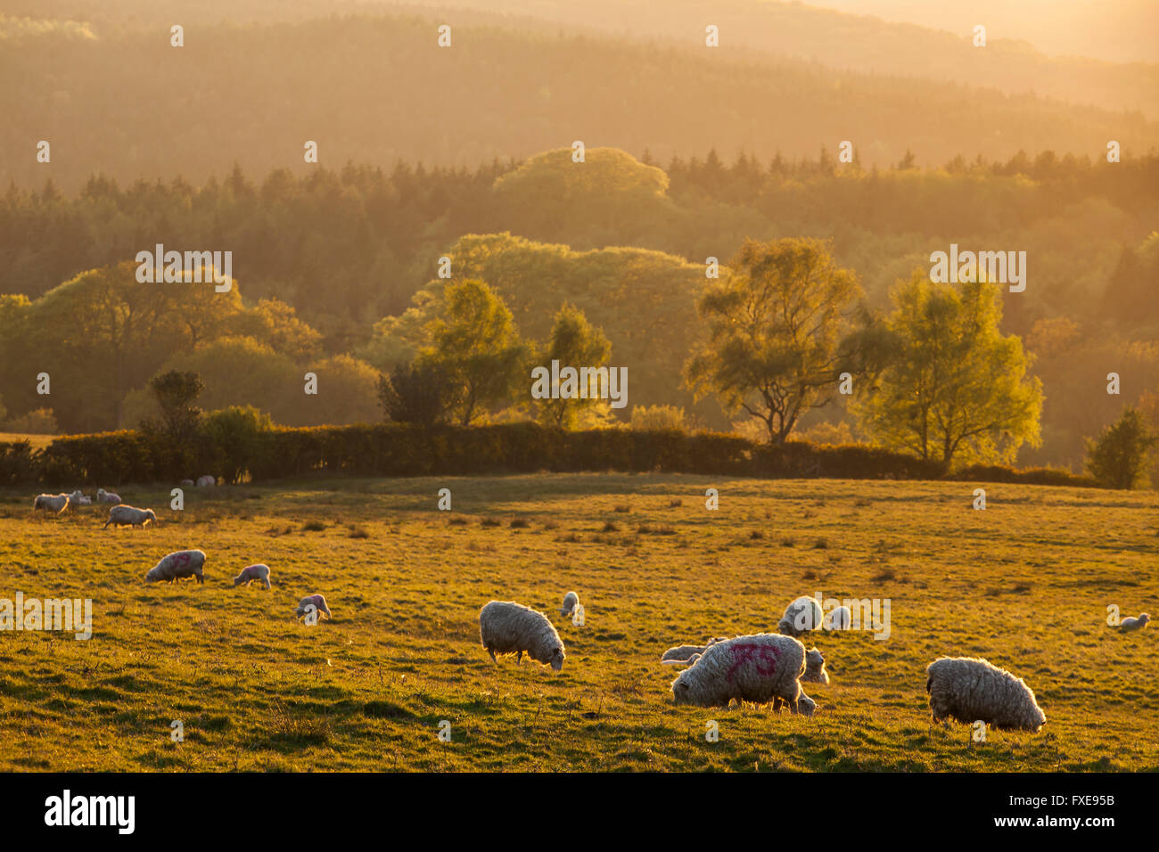 Burwash hi-res stock photography and images - Alamy